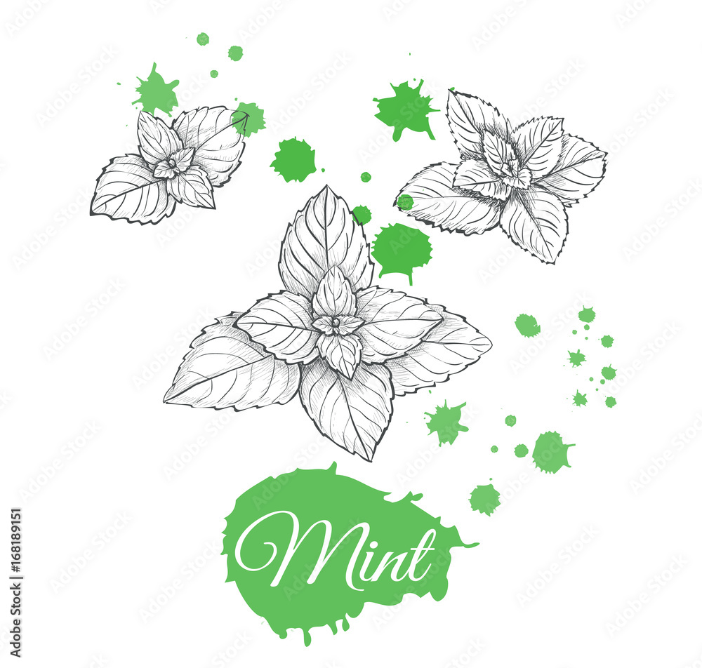 Mint sketch set vector illustration. Hand drawing mint collection ...