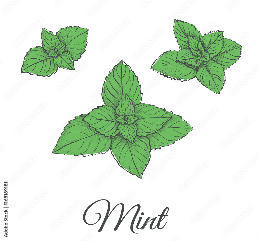 Mint Tree Drawing