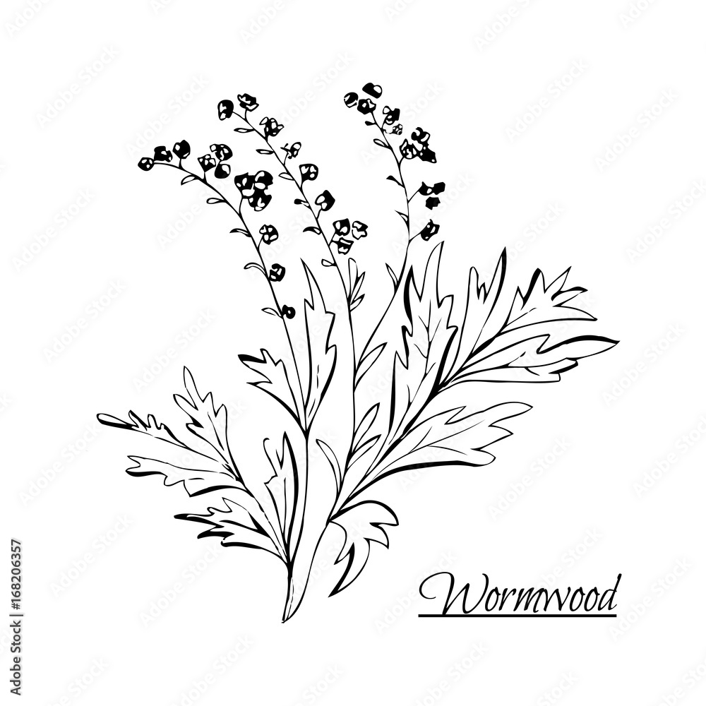 Absinthe ingredients. Fresh grand wormwood (Artemisia absinthium). Hand ...