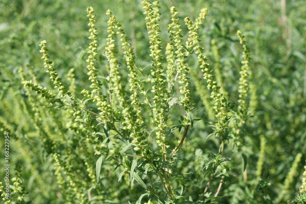 Ragweed plants (Ambrosia artemisiifolia) causing allergy Stock Photo ...