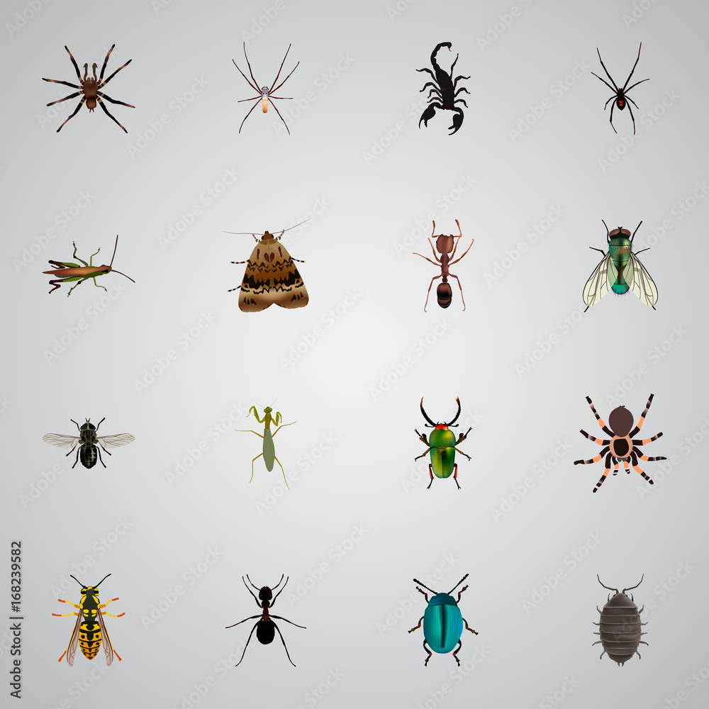 Realistic Arachnid, Insect, Bug And Other Vector Elements. Set Of ...