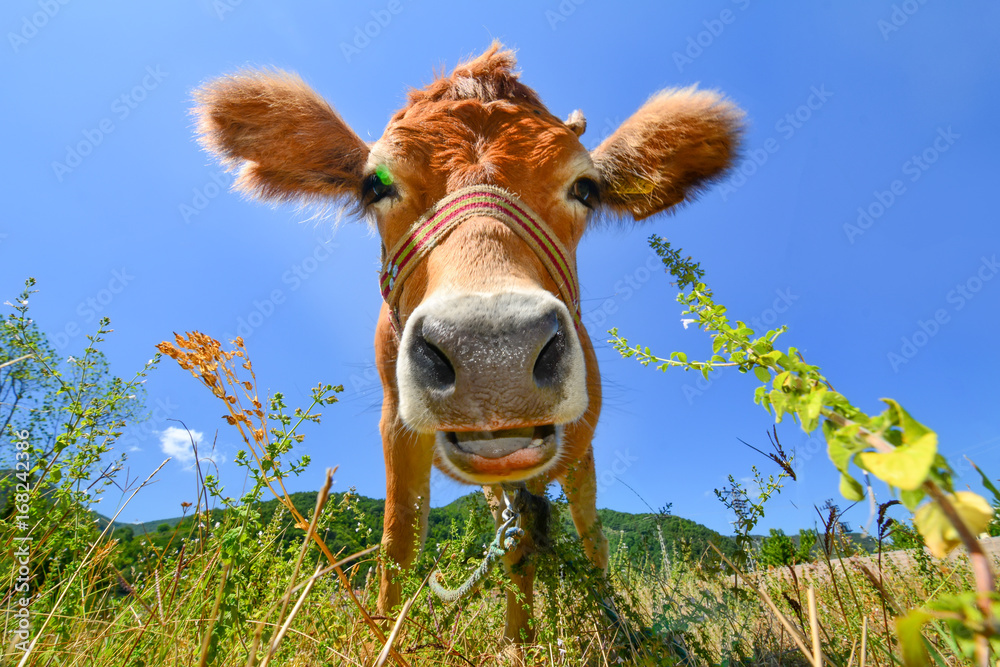 Happy Cow Stock Photo | Adobe Stock