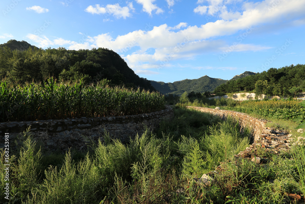 rural scene with maize crop farm at the foot of mountain with great ...
