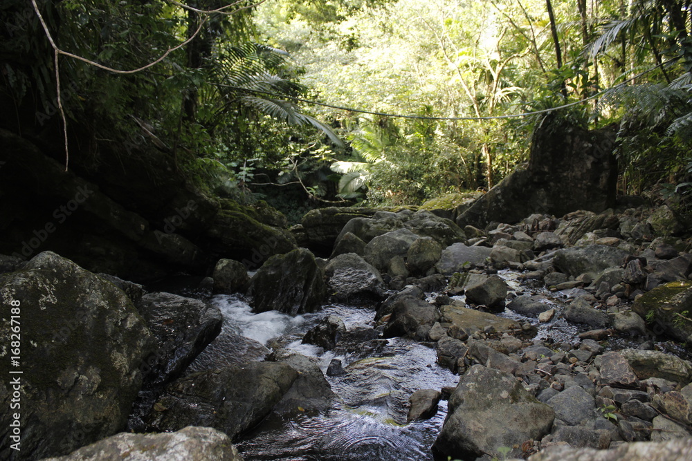 El Yunque Puerto Rico Stock Photo | Adobe Stock