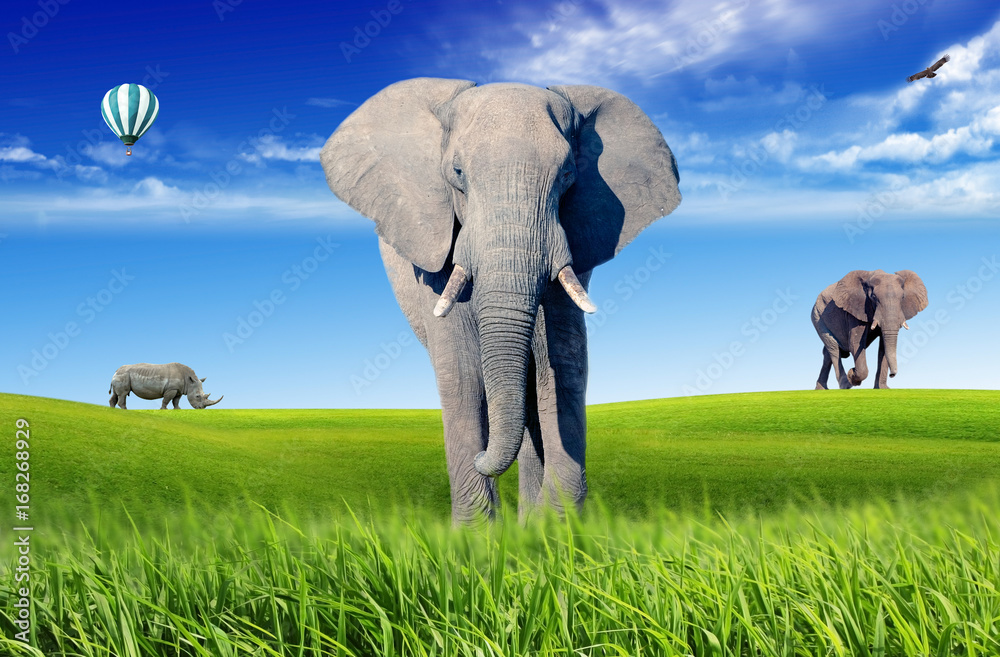 African Savanna With Animals Stock Photo Adobe Stock