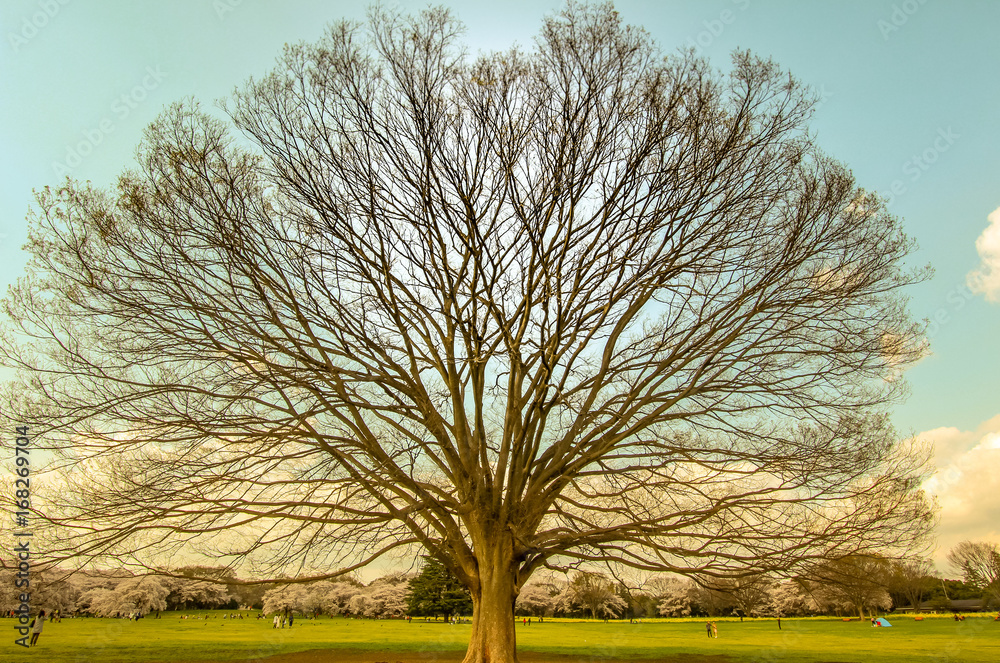 Giant keyaki(Japanese zelkova) and cherry trees behind at Showa Kinen ...