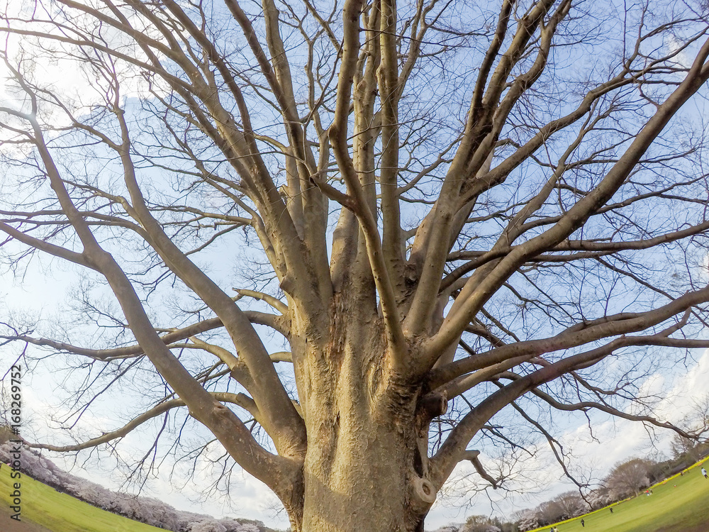 Giant keyaki(Japanese zelkova) and cherry trees behind at Showa Kinen ...