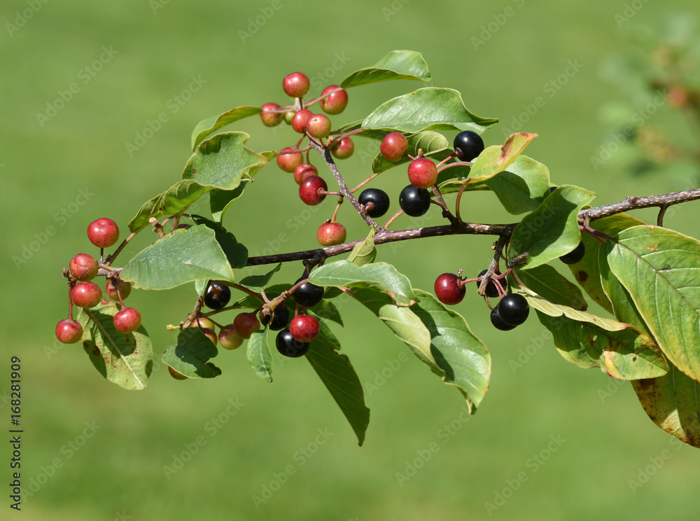 Faulbaum; Rhamnus, frangula Stock-Foto | Adobe Stock