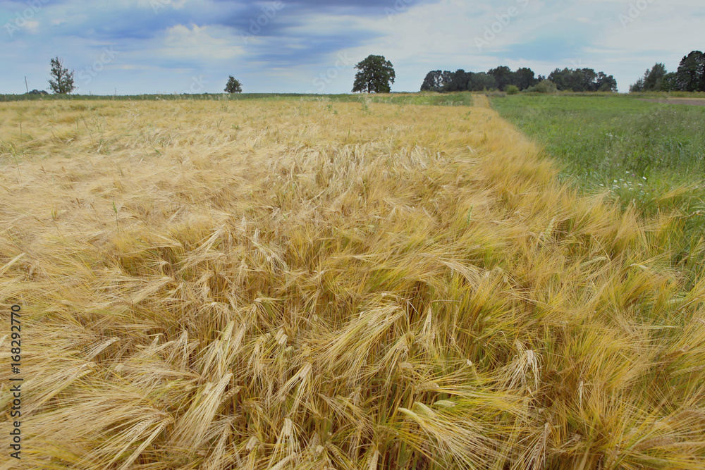 Farm field with barley crops growing. Rural landscape with golden ...
