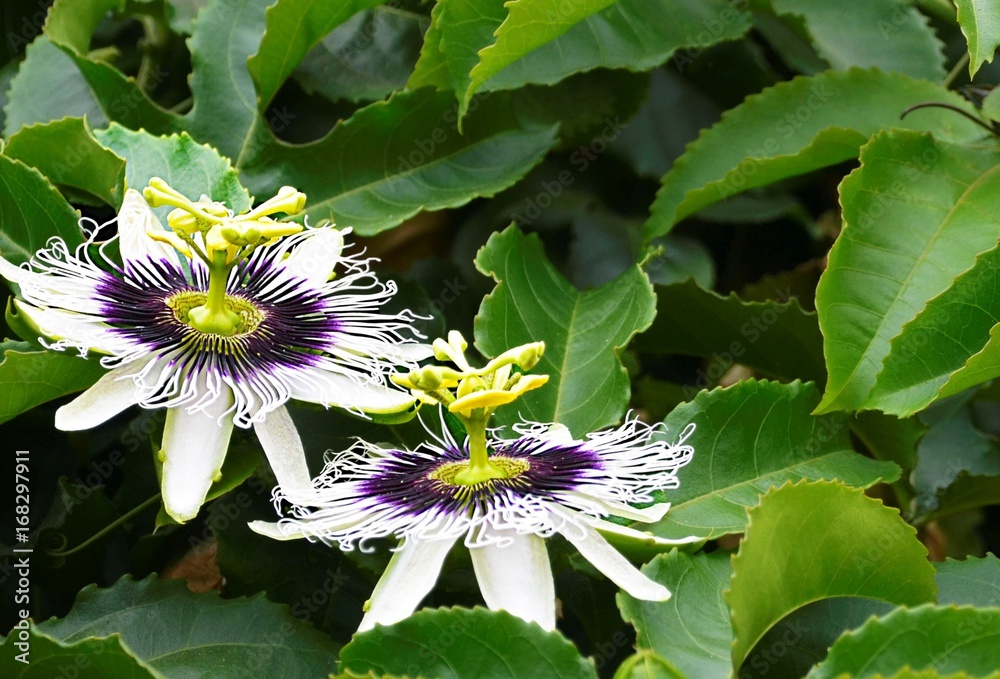 Lilikoi Flower | Best Flower Site