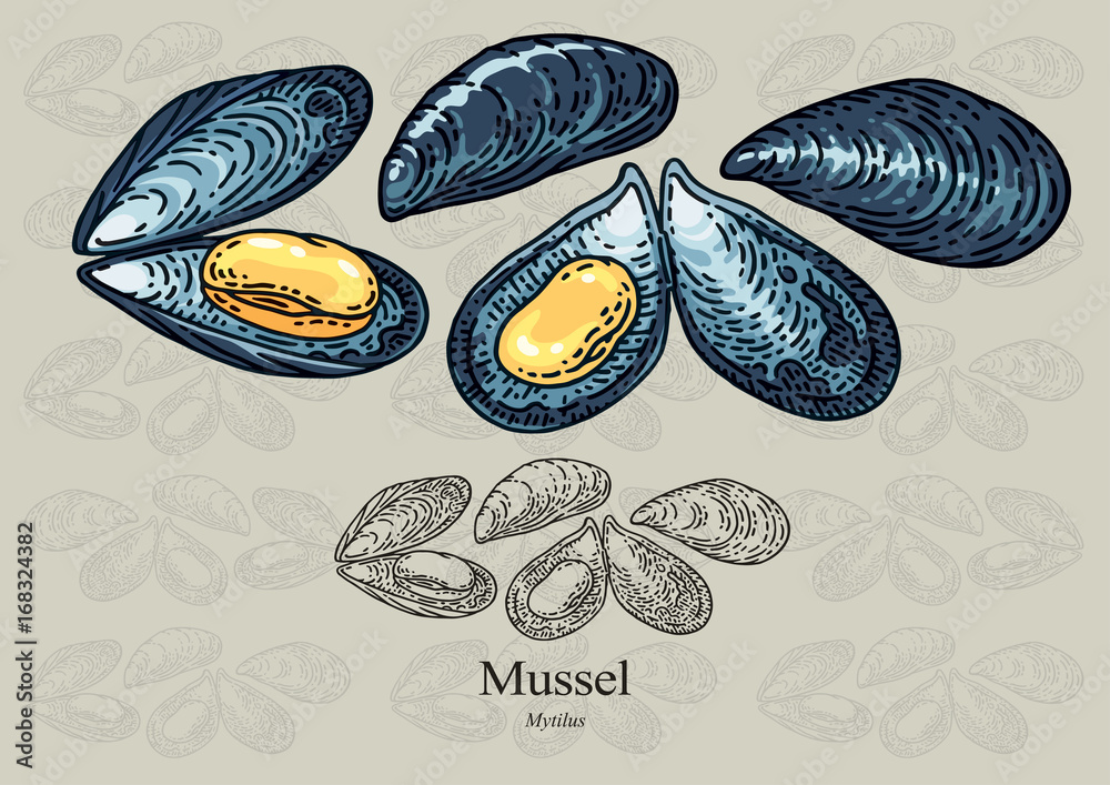 Vektorová grafika „Mussels. Vector illustration for artwork in small ...