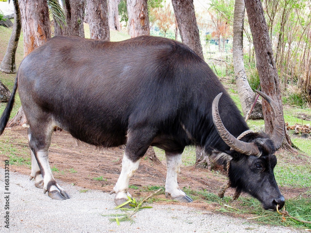 Guam Carabao