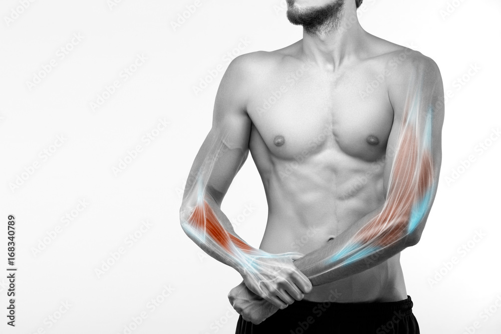 Anatomy of human arm. Stock Photo | Adobe Stock