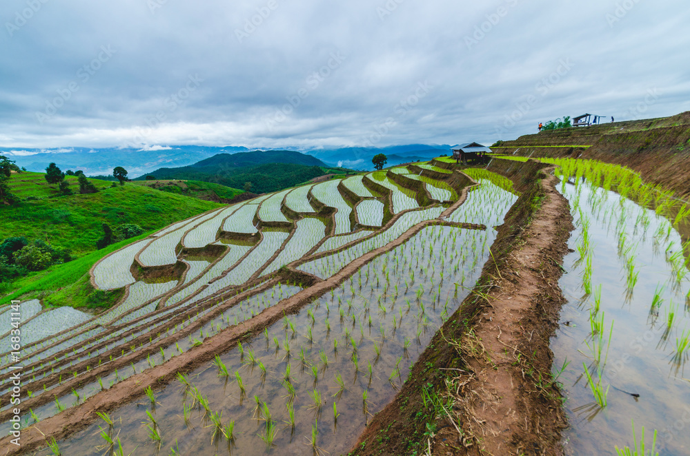 rice field terraces on mountain. rice paddies on hillside. freshness ...