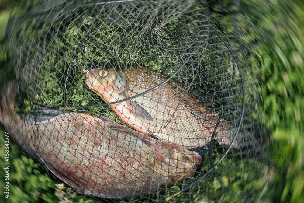 Fotografia do Stock: Two bream in a fishing net close-up, successful ...