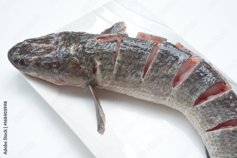 Snakehead fish isolated on white background Stock Photo | Adobe Stock