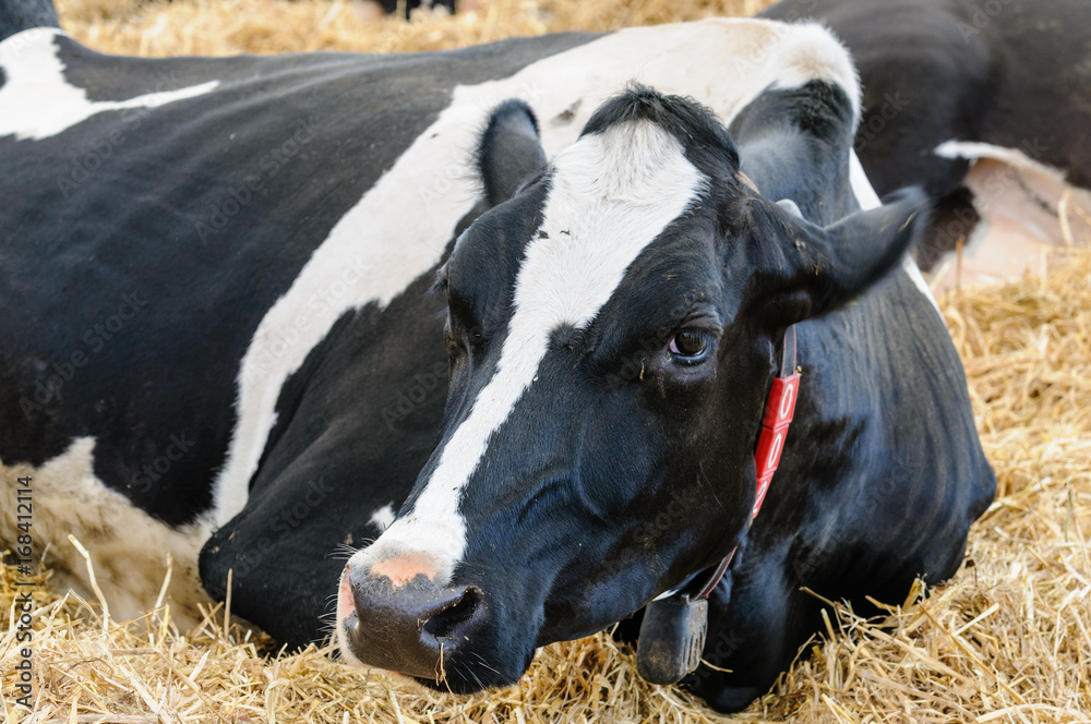 Holstein cow lying on straw in a cattle shed wearing a neck collar ...