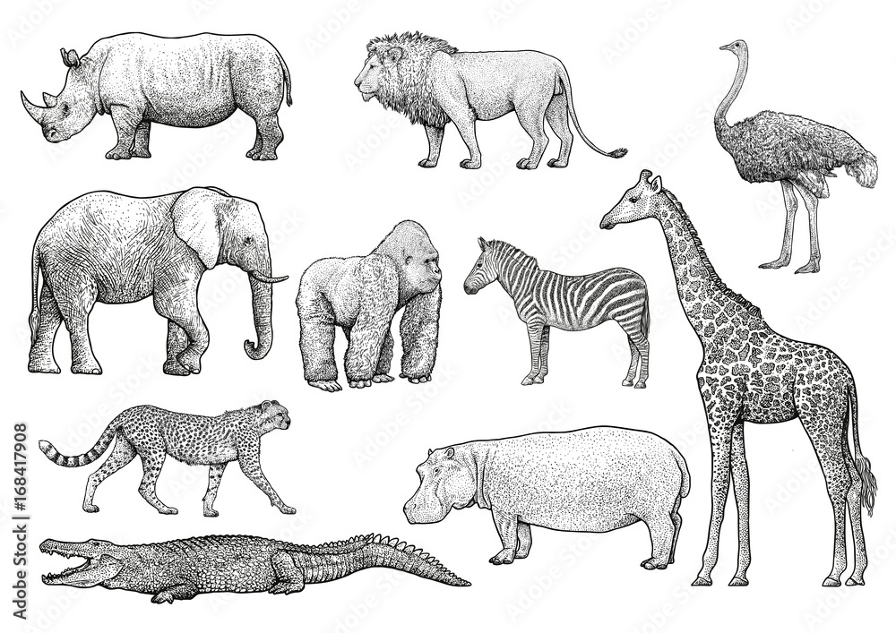 African animals illustration, drawing, engraving, ink, line art, vector ...