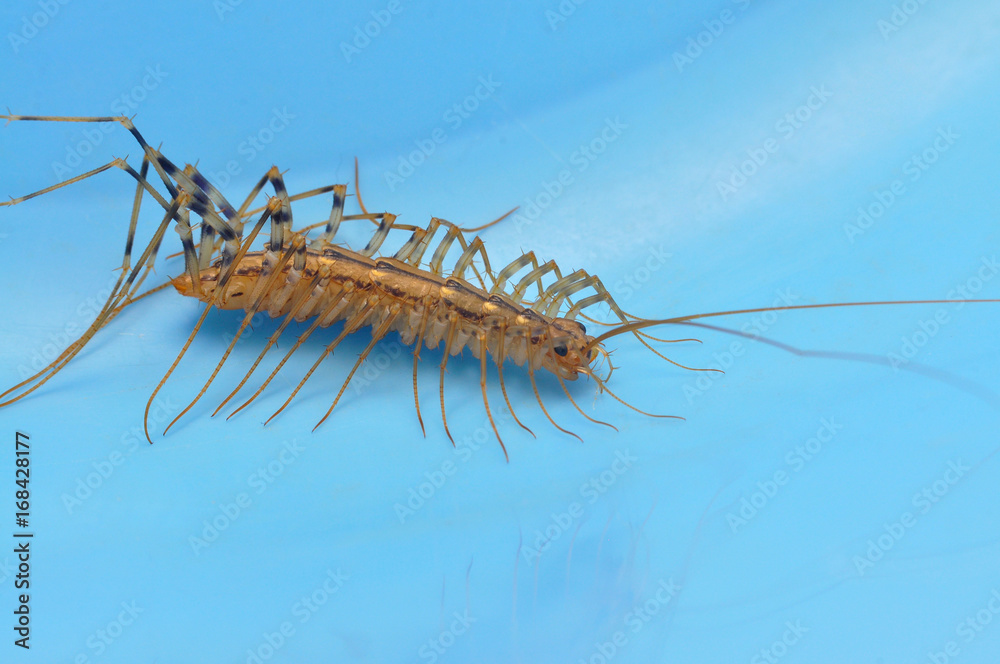 Giant centipede in the house. Emetophobia, afraid of the big bugs ...
