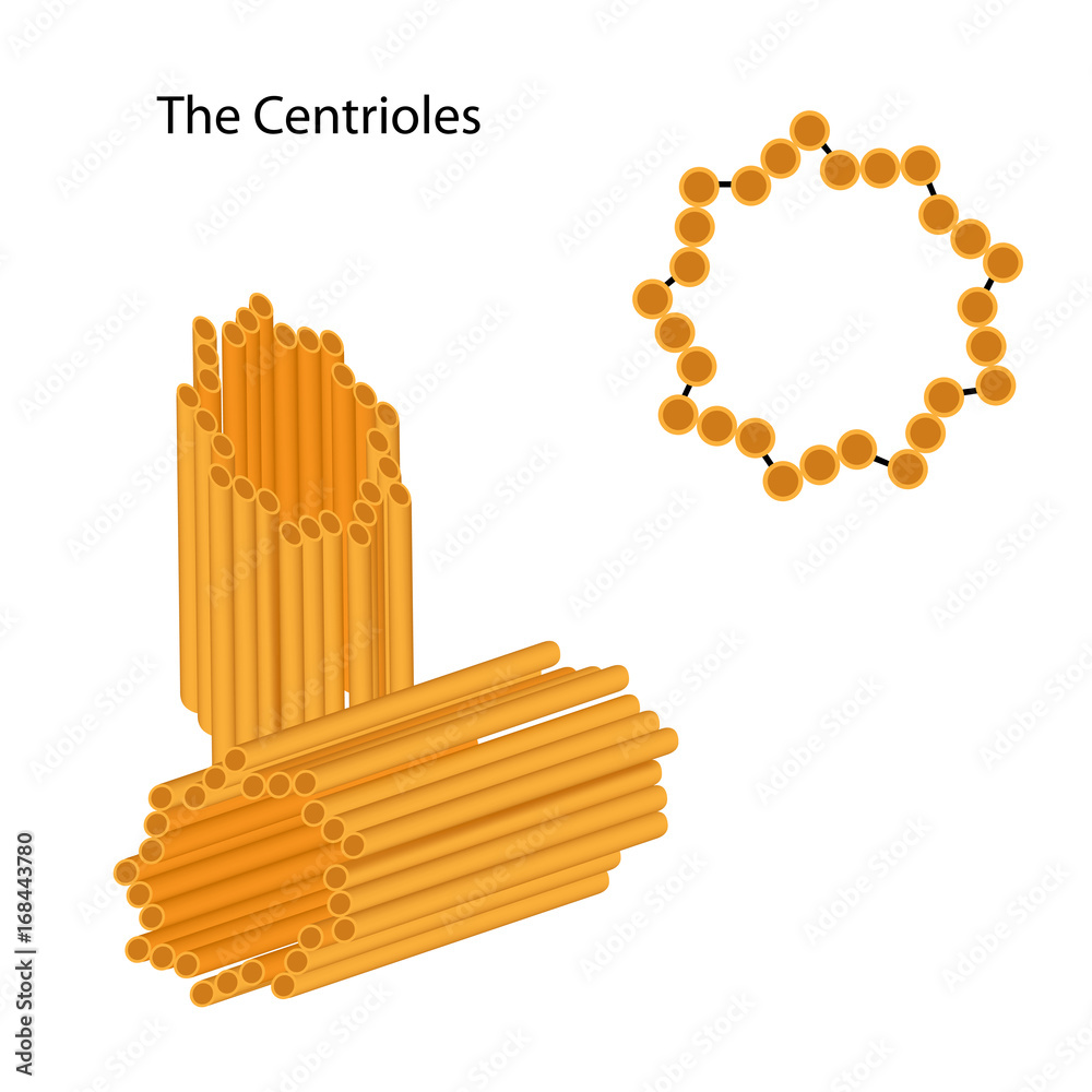Structure of the centrioles Stock Illustration | Adobe Stock