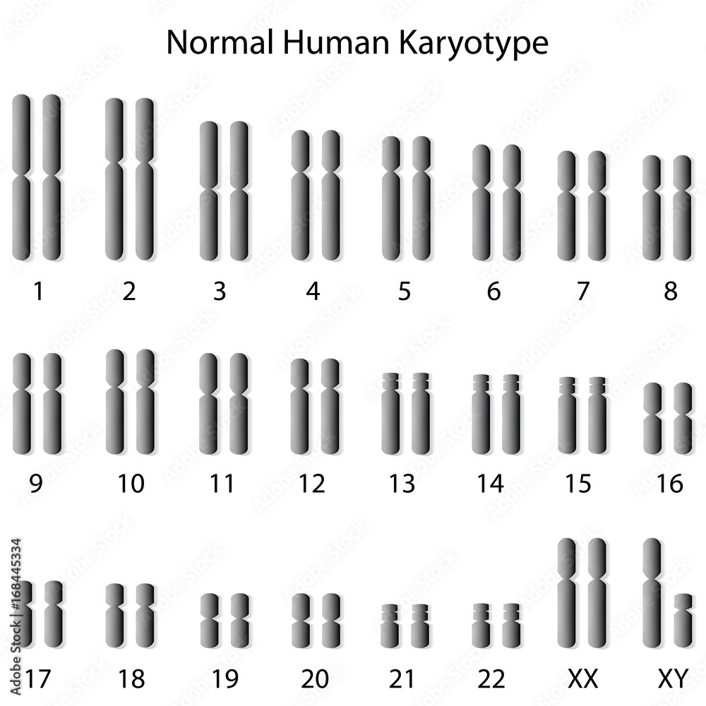 Normal human karyotype Stock Illustration | Adobe Stock
