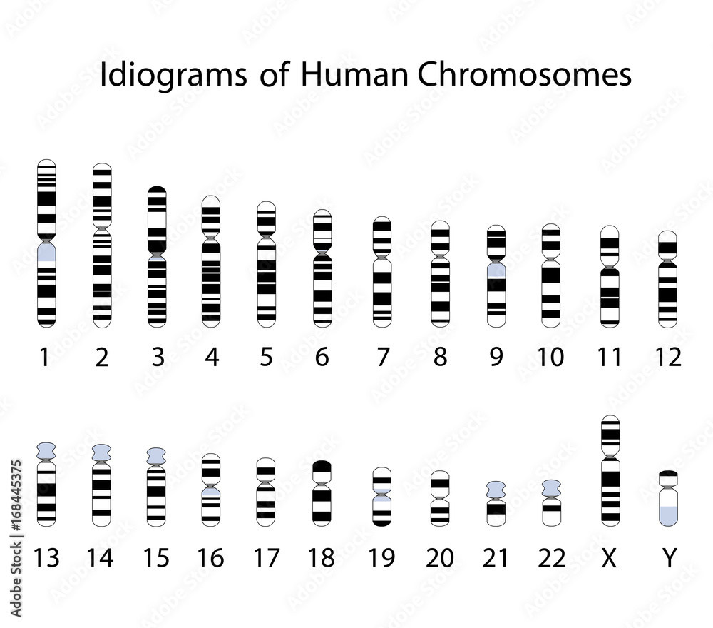 Chromosomes Human Ideogram Schematic Karyotype Representation Sketch ...