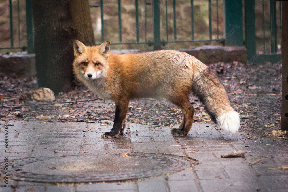 Fuchs Stock Photo | Adobe Stock