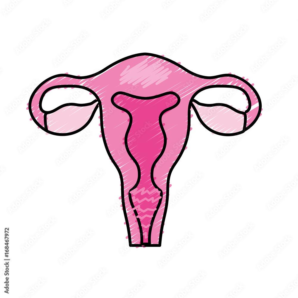 fallopian tubes with uterus to human anatomy Stock Vector | Adobe Stock