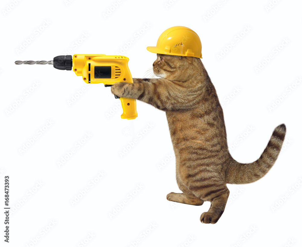 The cat builder is holding a drill. White background.l Stock Photo ...