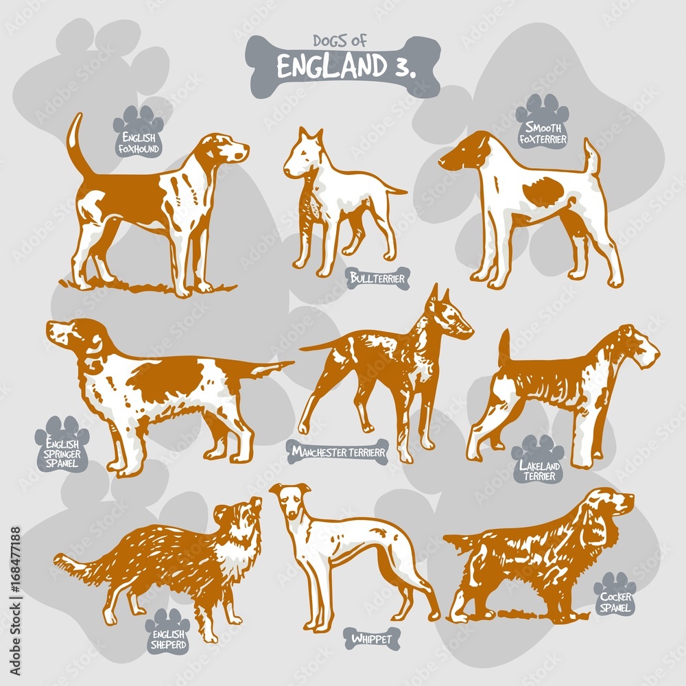 Dogs breeds of the world vector draw and shilouette on isolated ...