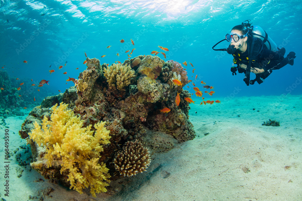 Underwater coral reef with woman scuba diver exploring sea bottom Stock ...
