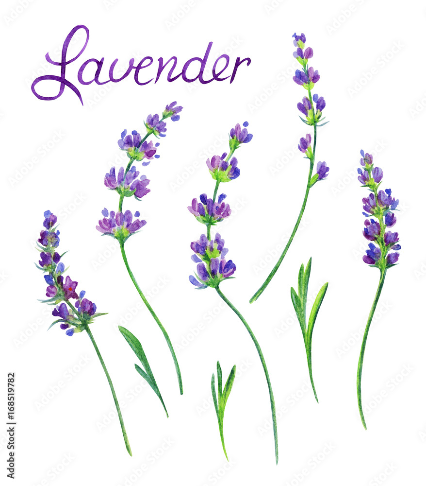 Sprigs of lavender with leaves on a white background. Flower watercolor ...