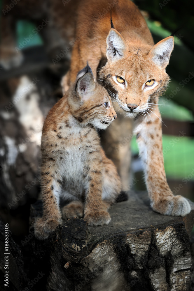 Baby Eurasian Lynx