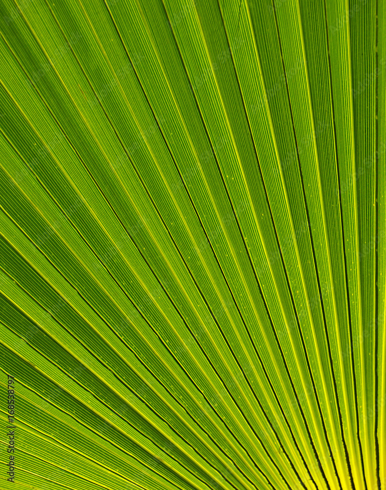 Palm Tree Leaf Texture