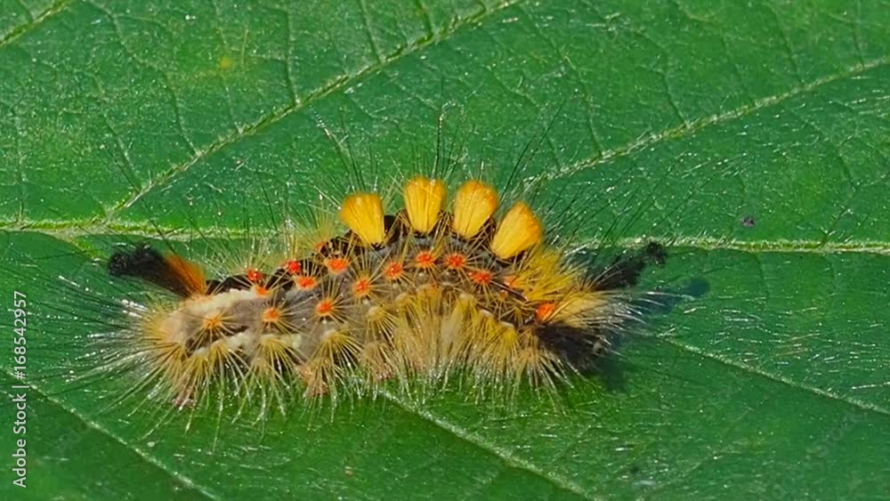 Colored furry caterpillar on the leaf in the grass. The larva of ...