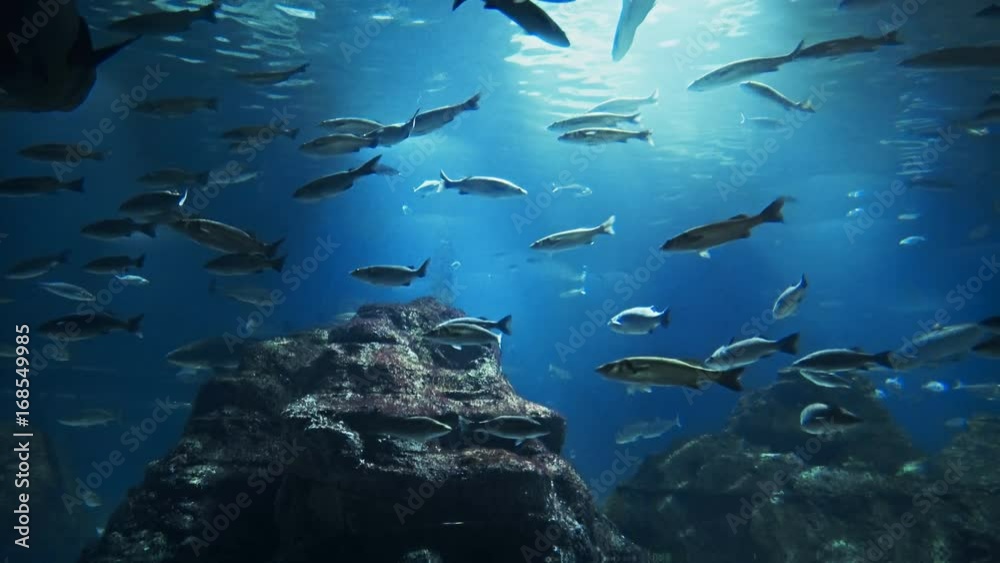 Beautiful fish oceanarium, deep underwater world panoramic view ...