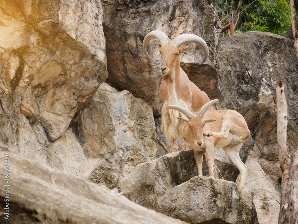 Barbary sheep is climbing on a steep cliff. Stock Photo | Adobe Stock