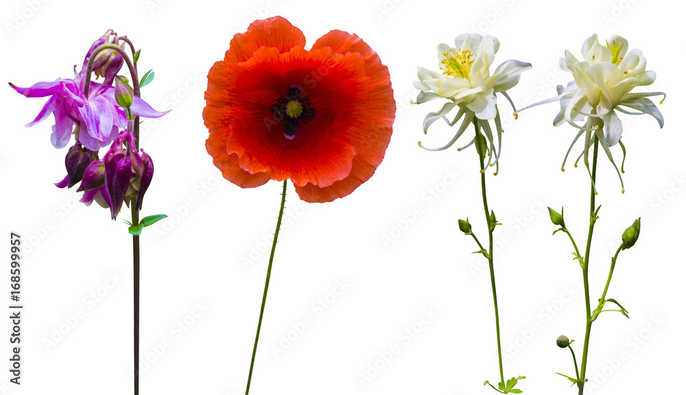 poppy. red poppy isolated on white background.red poppy. columbine ...