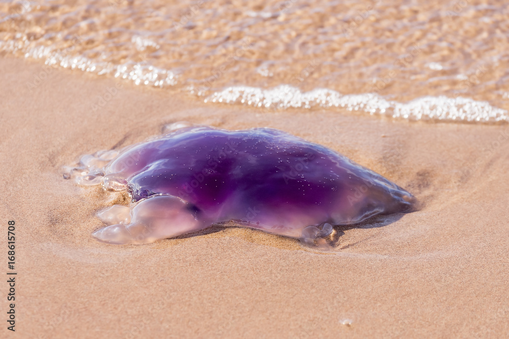 Arctic Red Jellyfish