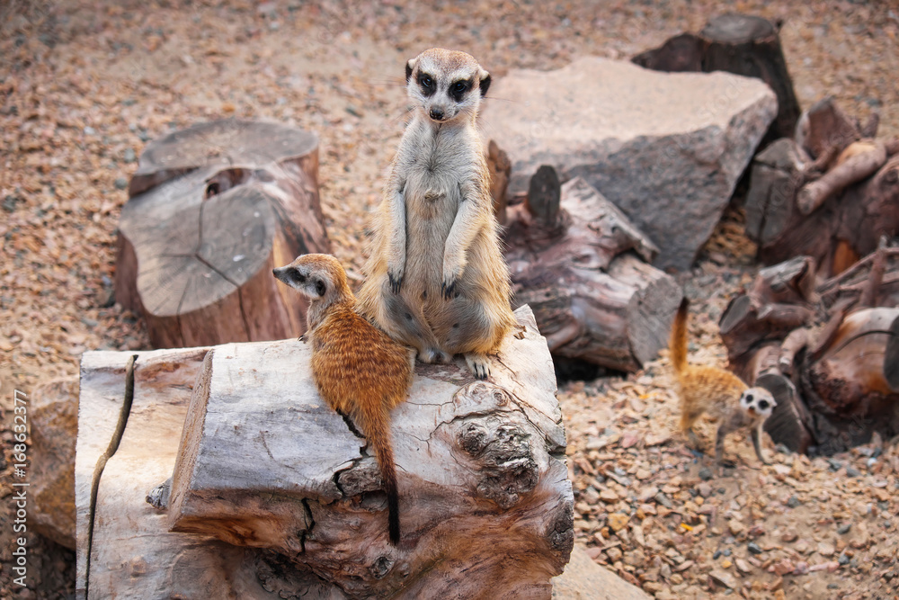 Meerkats (surikats) wild animals in the cage of zoo Stock Photo | Adobe ...