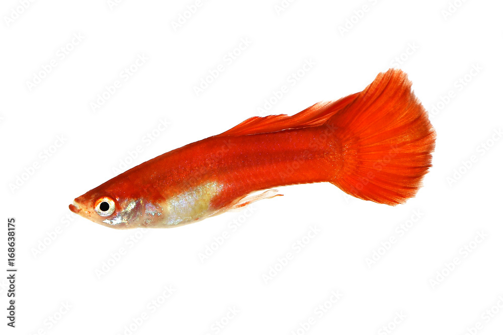 Red Guppy Poecilia reticulata colorful rainbow tropical aquarium fish ...