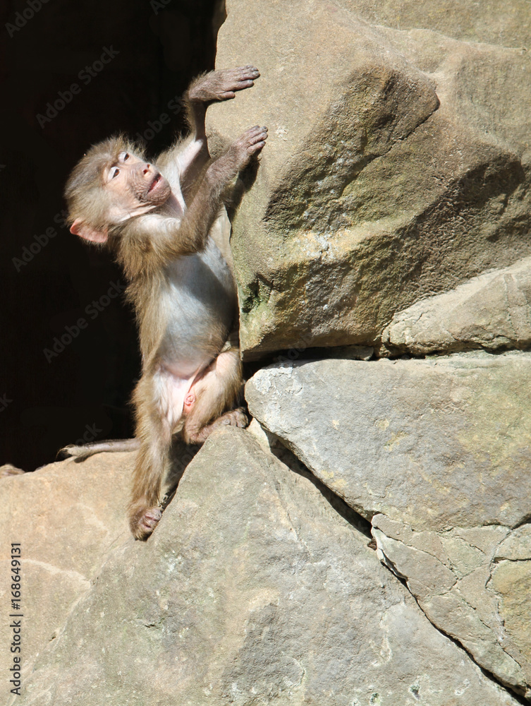 Baby baboon monkey (Pavian, genus Papio) trying to climb a rock and ...