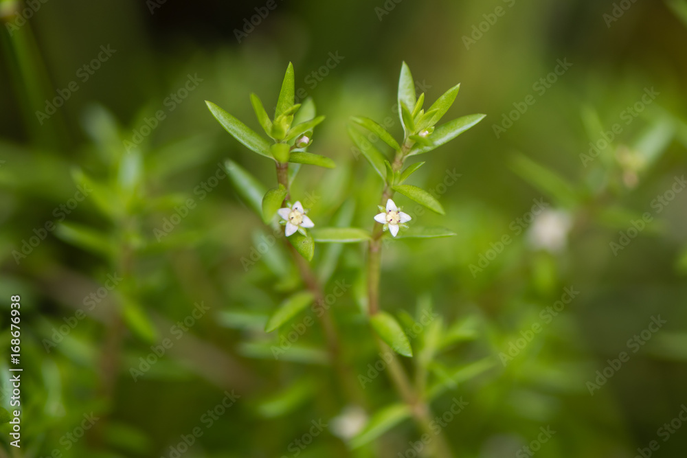 Australian swamp stonecrop (Crassula helmsii) in flower. Invasive ...