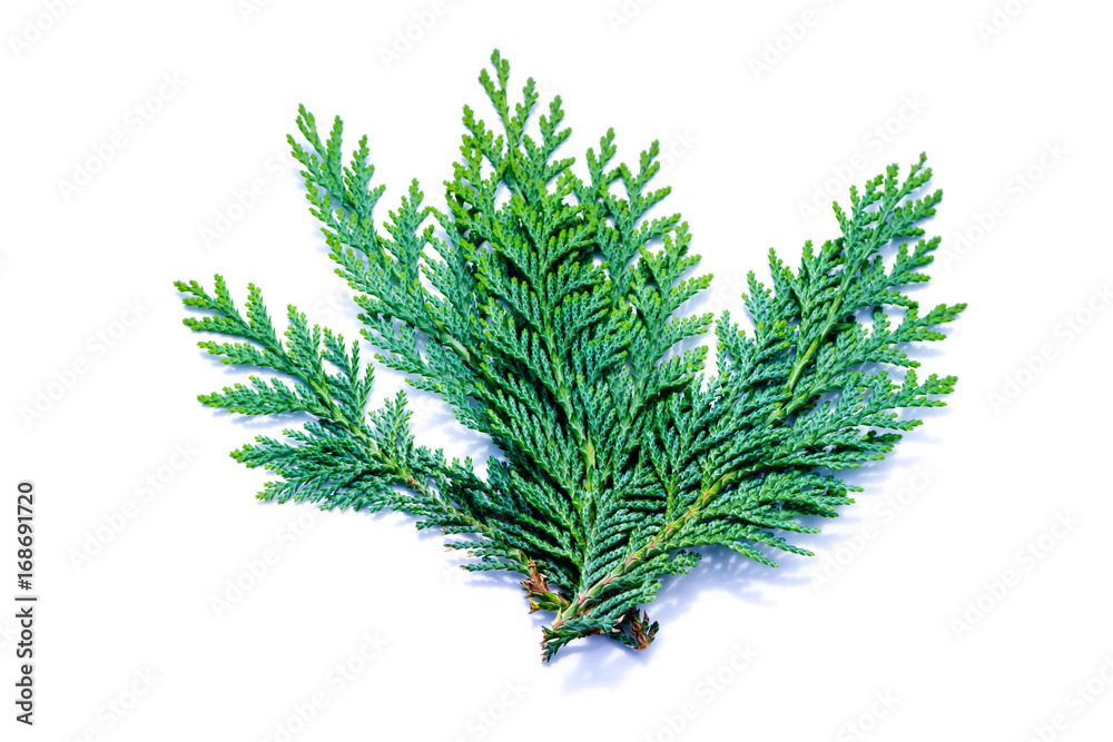 zypresse Cupressus zypressen Zypressengewächse isoliert freigestellt ...