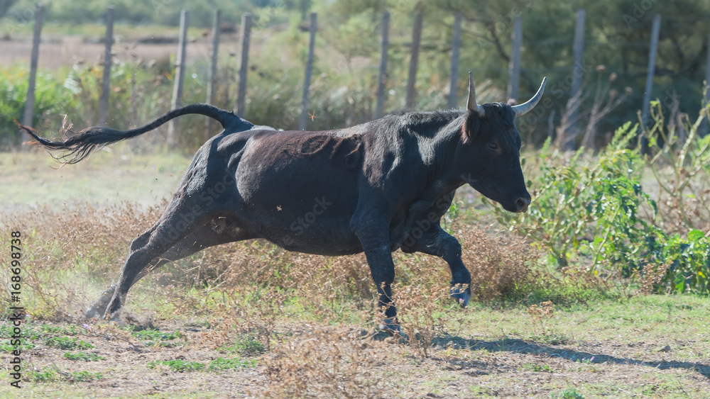 Bull running, charging bull in Camargue Stock Photo | Adobe Stock