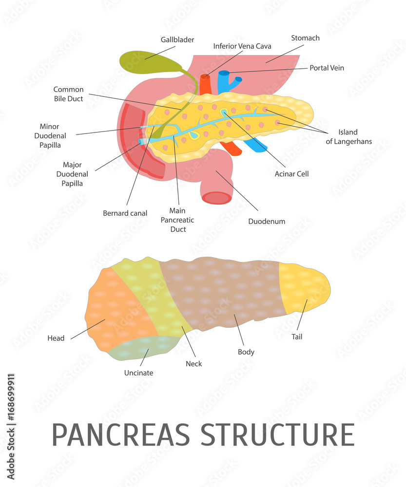 Cartoon Structure of a Pancreatic Gland. Vector Stock Vector | Adobe Stock