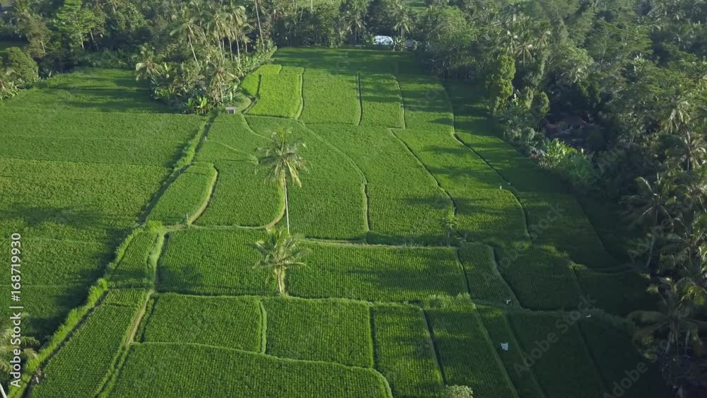AERIAL: Flying above beautiful flat rice paddy field surrounded by lush ...