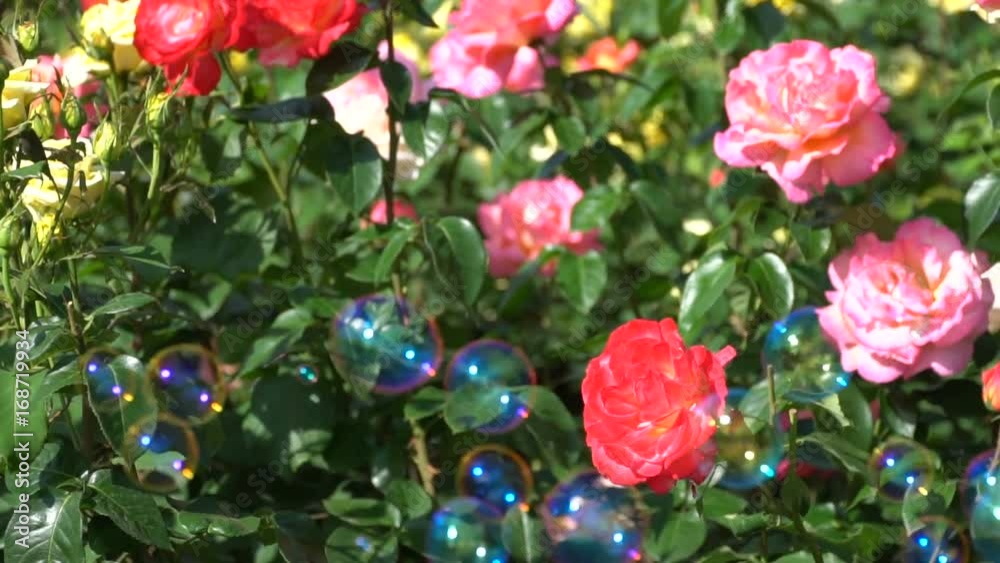 Beautiful red and pink roses on the flowerbed Stock Video | Adobe Stock