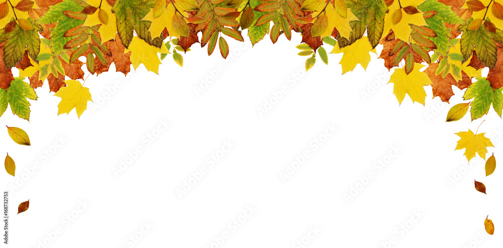 Fall Leaves Header