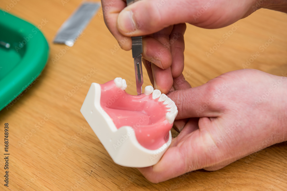 Model maxillary mouth whit teeth medical Stock Photo | Adobe Stock